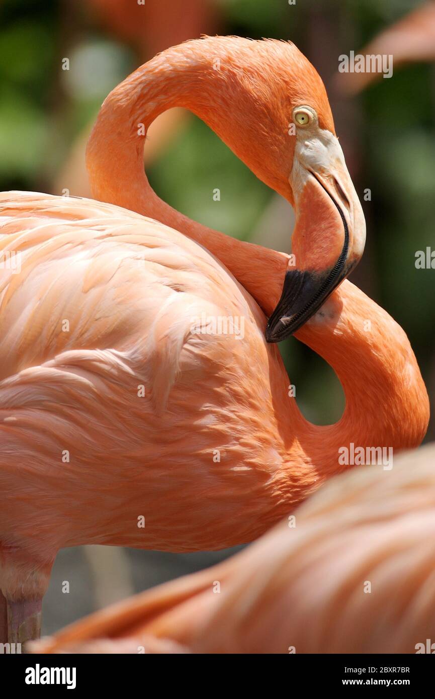 Flamingo park miami hi-res stock photography and images - Alamy