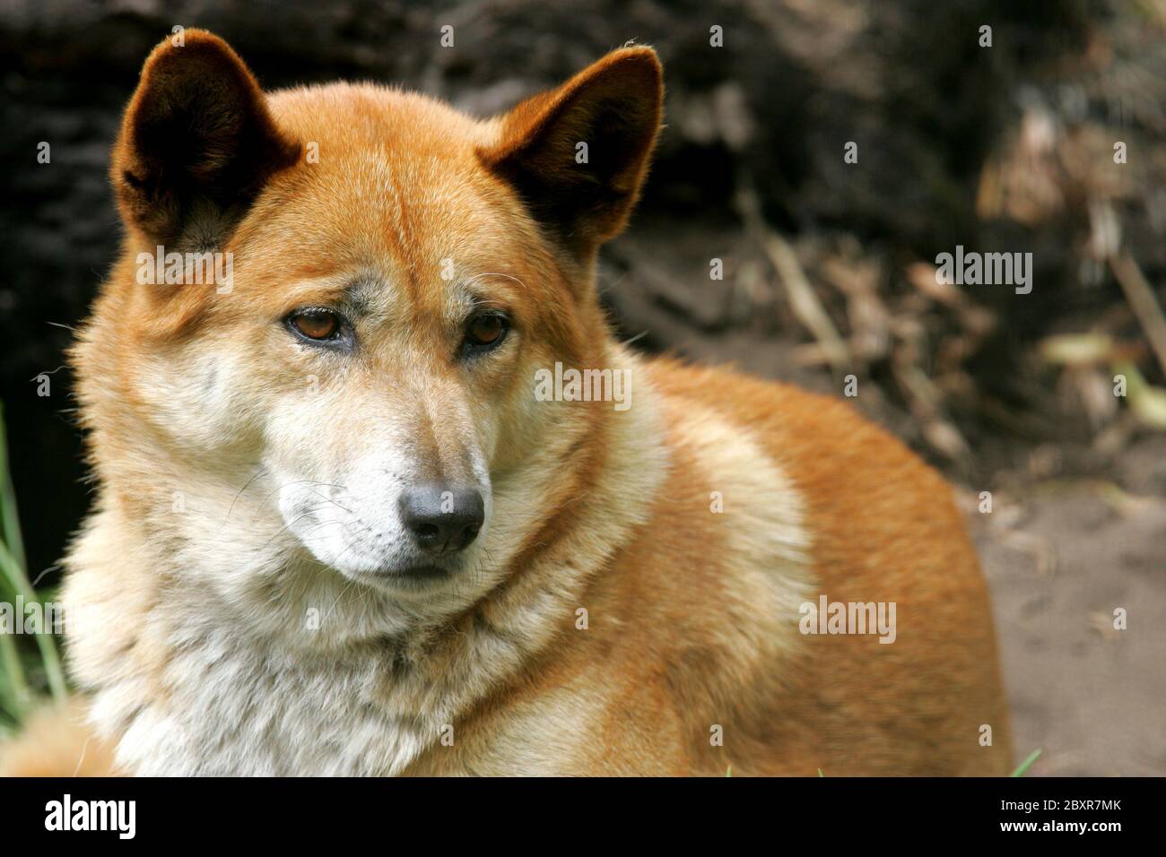 Australian dingo hi-res stock photography and images - Alamy
