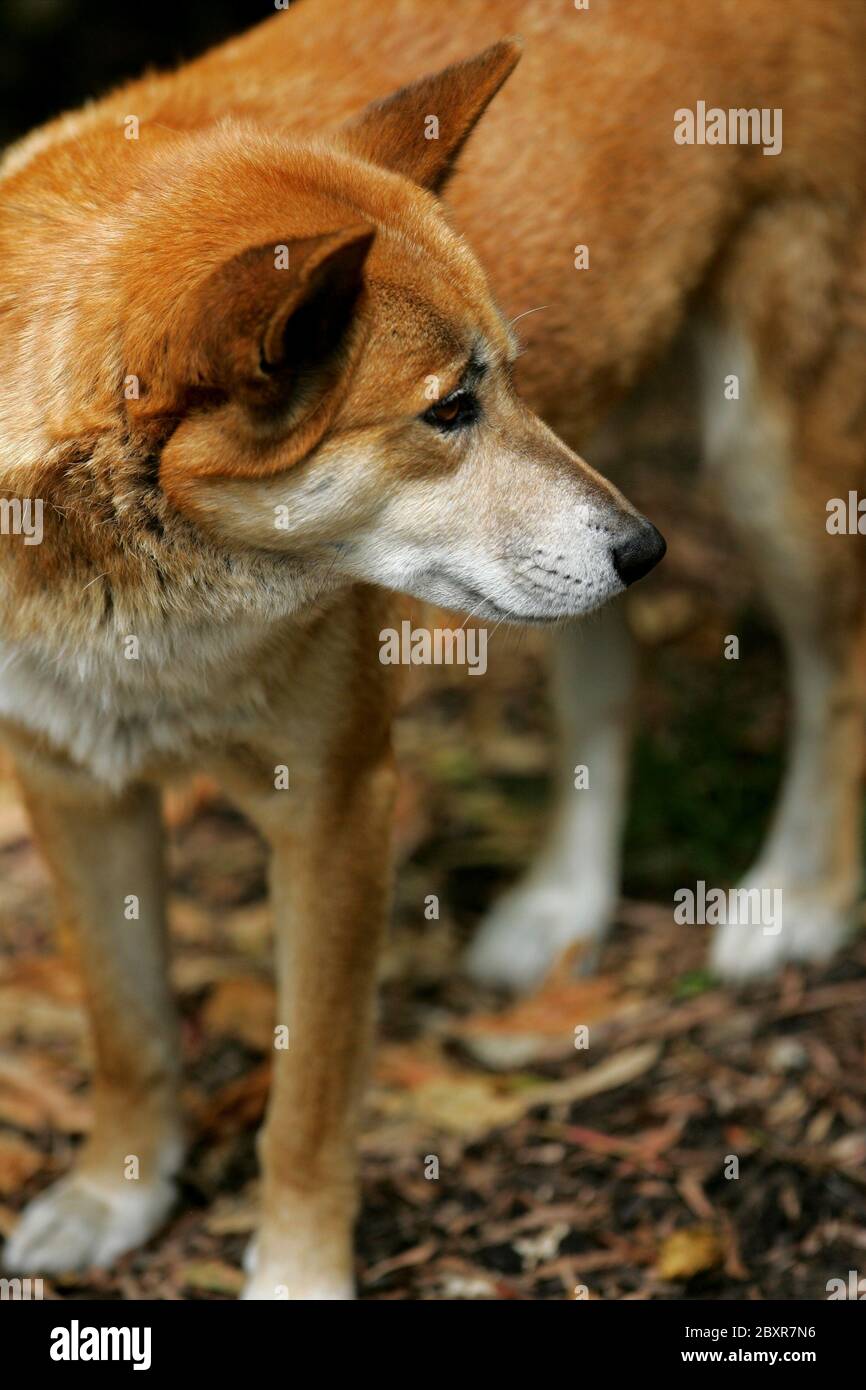 Australian native dog hi-res stock photography and images - Alamy