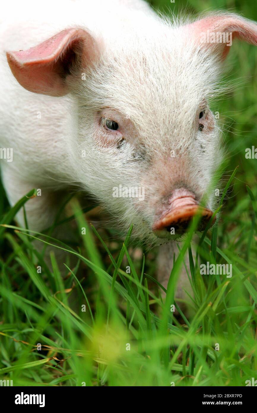 Lovely piglet hi-res stock photography and images - Alamy