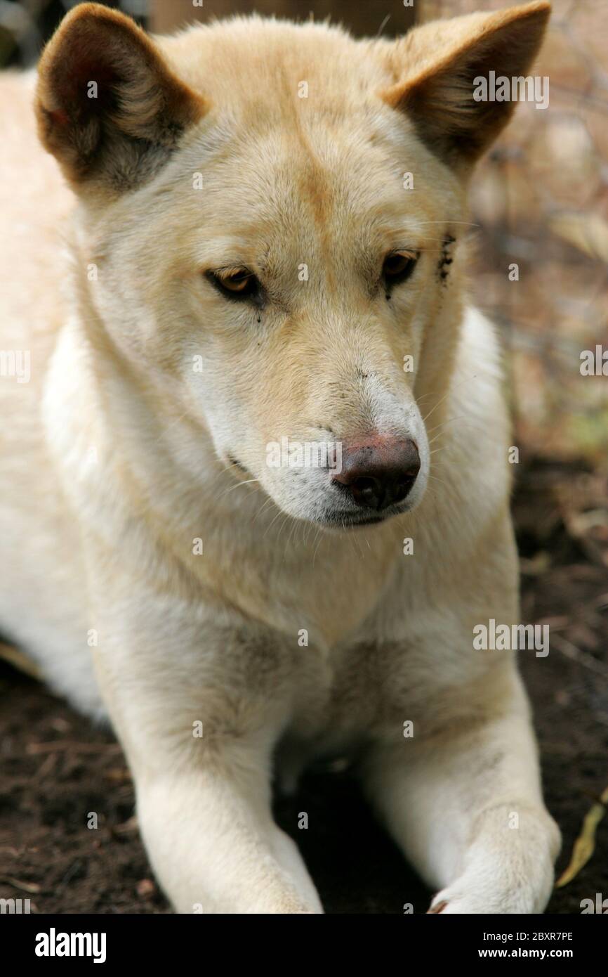 Dingo australia prey hi-res stock photography and images - Alamy