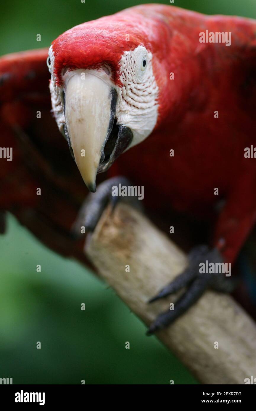 Rainbow macaws hi-res stock photography and images - Alamy
