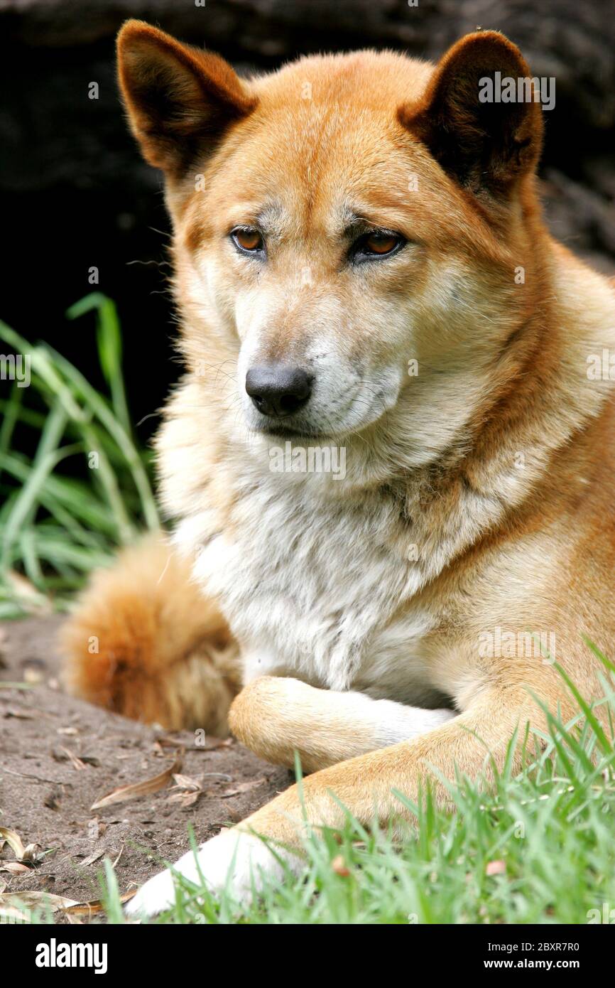 Australian wolf hi-res stock photography and images - Alamy