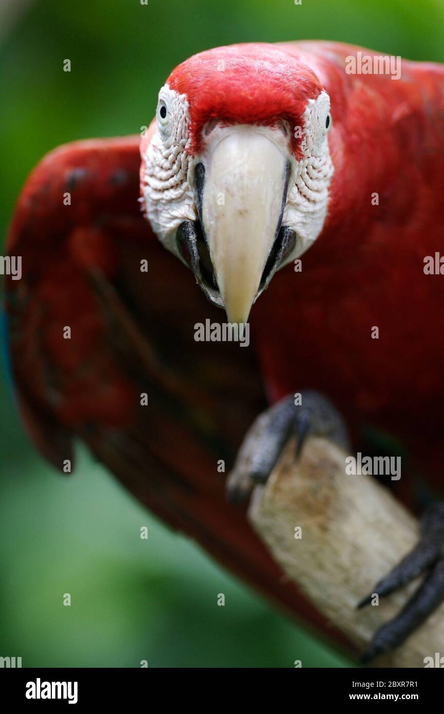 Rainbow macaws hi-res stock photography and images - Alamy