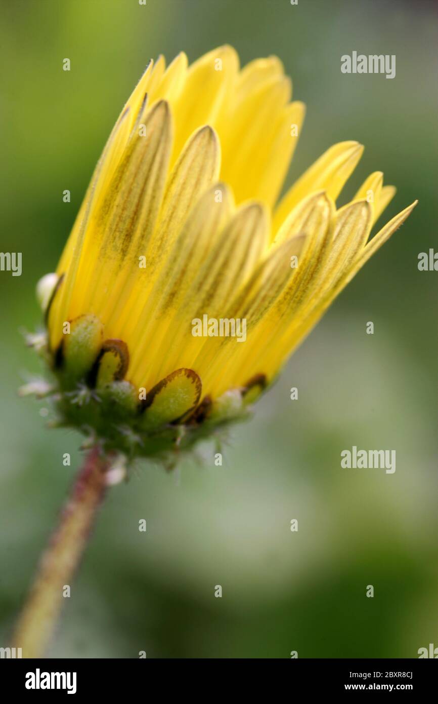 Australian native daisy hi-res stock photography and images - Alamy