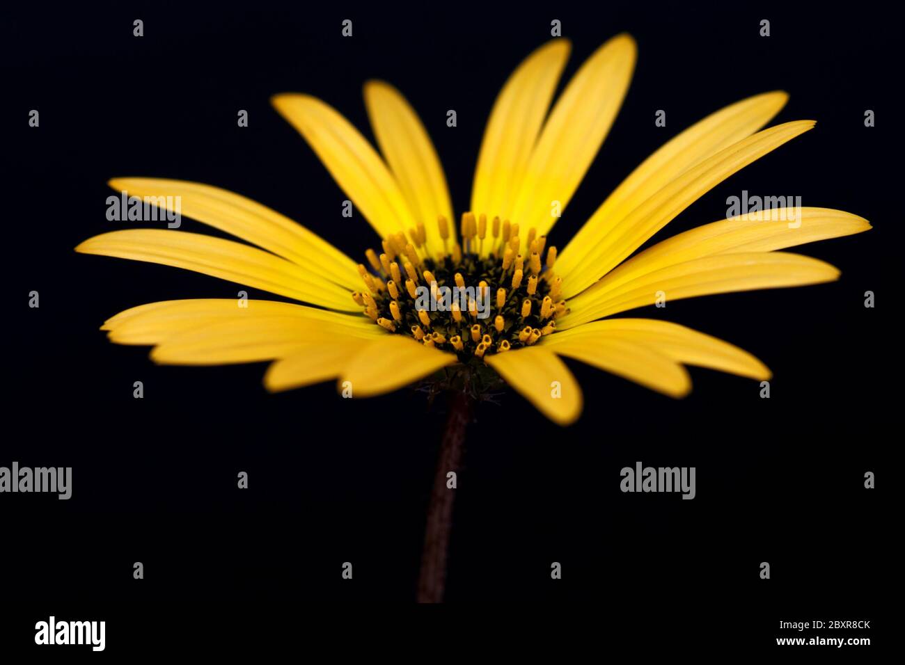 Australian native daisy hi-res stock photography and images - Alamy