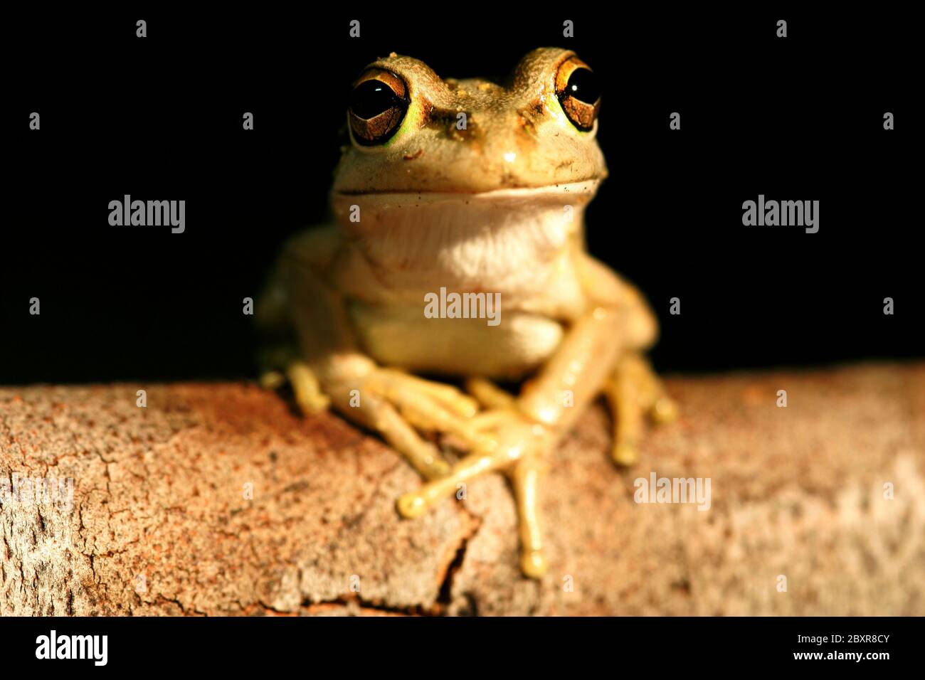 Western Green Tree Frog Stock Photo - Alamy