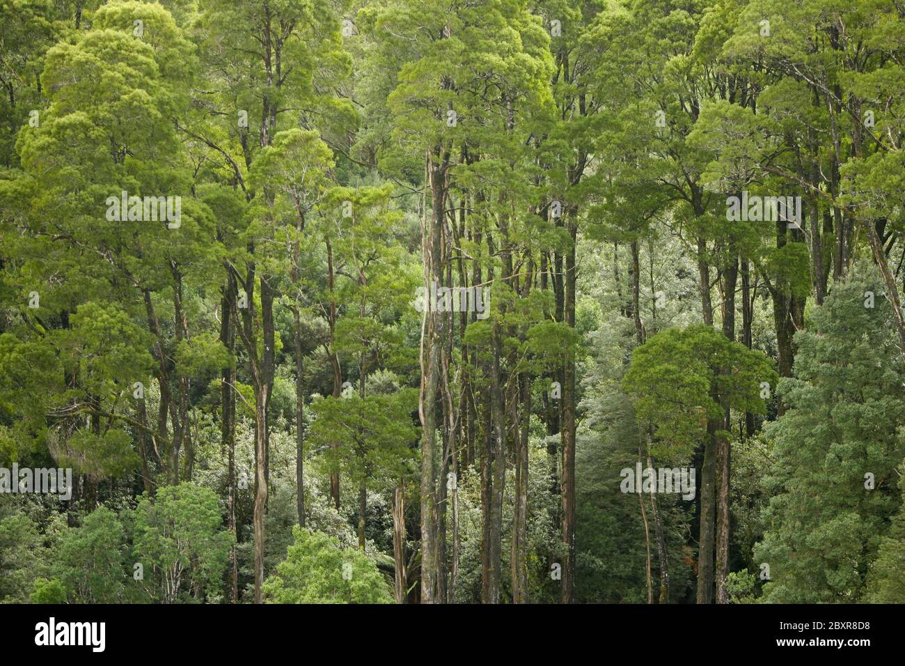 Australian Eucalyptus Forest Stock Photo - Alamy