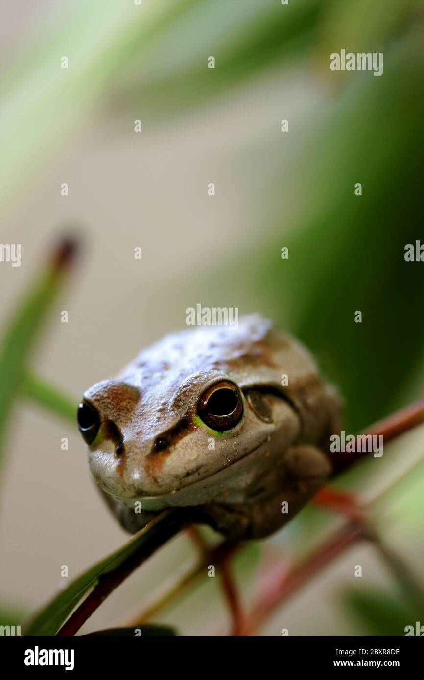 Western Green Tree Frog Stock Photo - Alamy