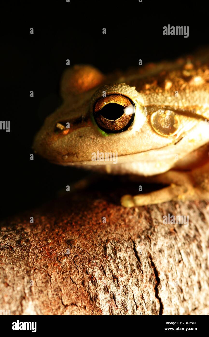 Western Green Tree Frog Stock Photo - Alamy