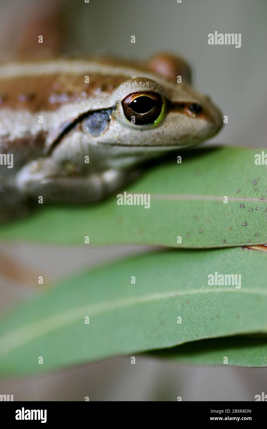 Western Green Tree Frog Stock Photo - Alamy