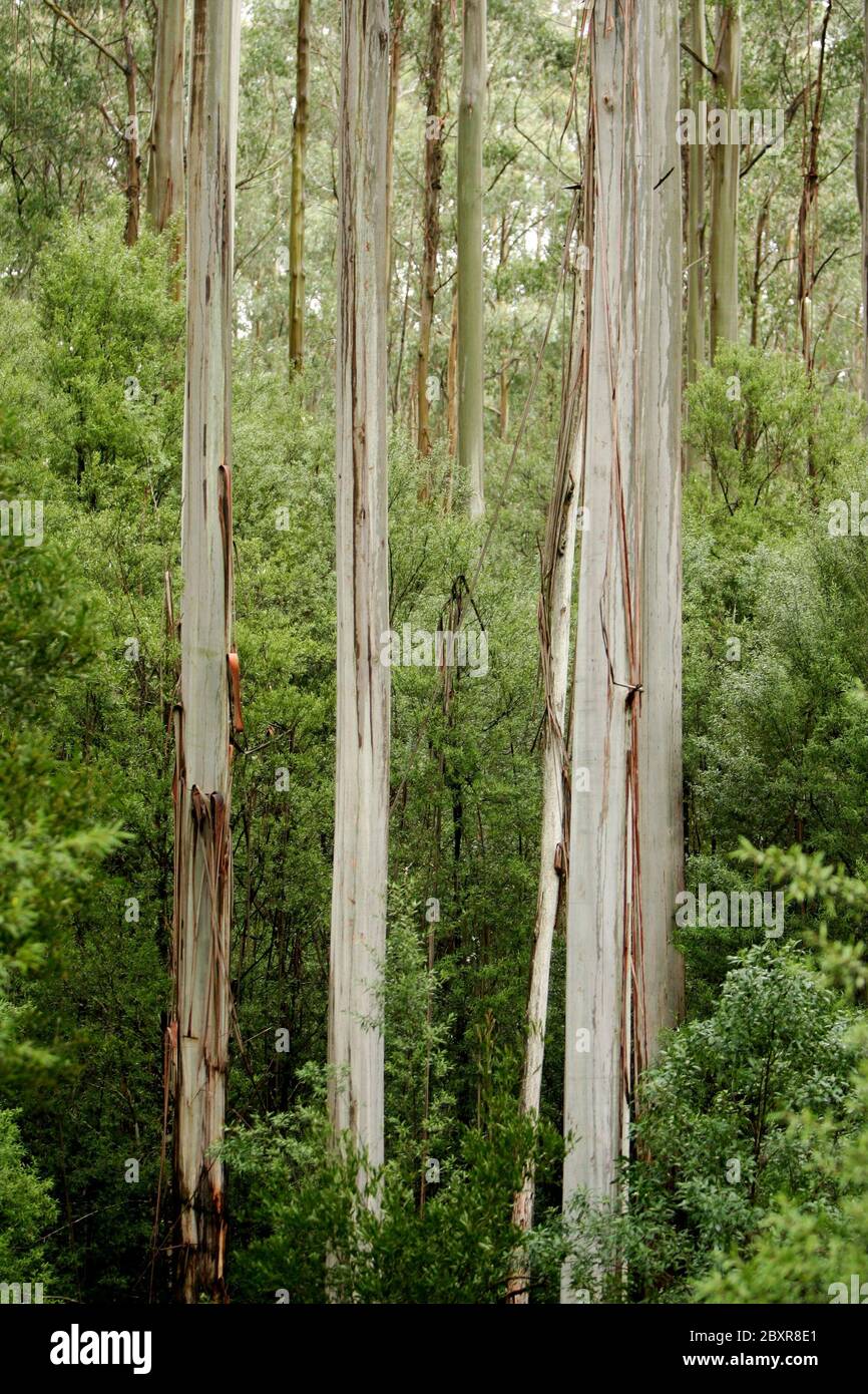 Australian Eucalyptus Forest Stock Photo - Alamy