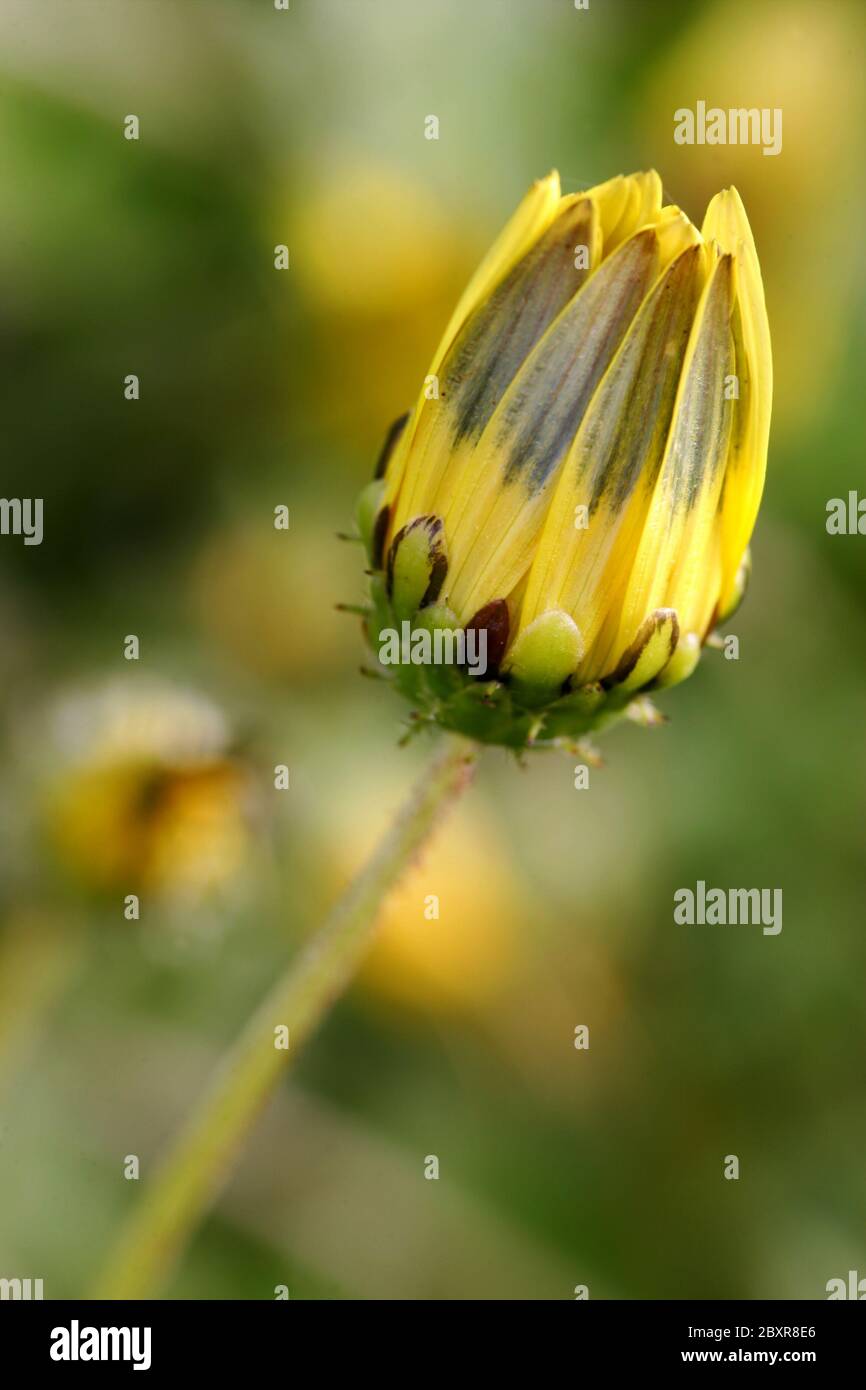 Australian native seed hi-res stock photography and images - Alamy