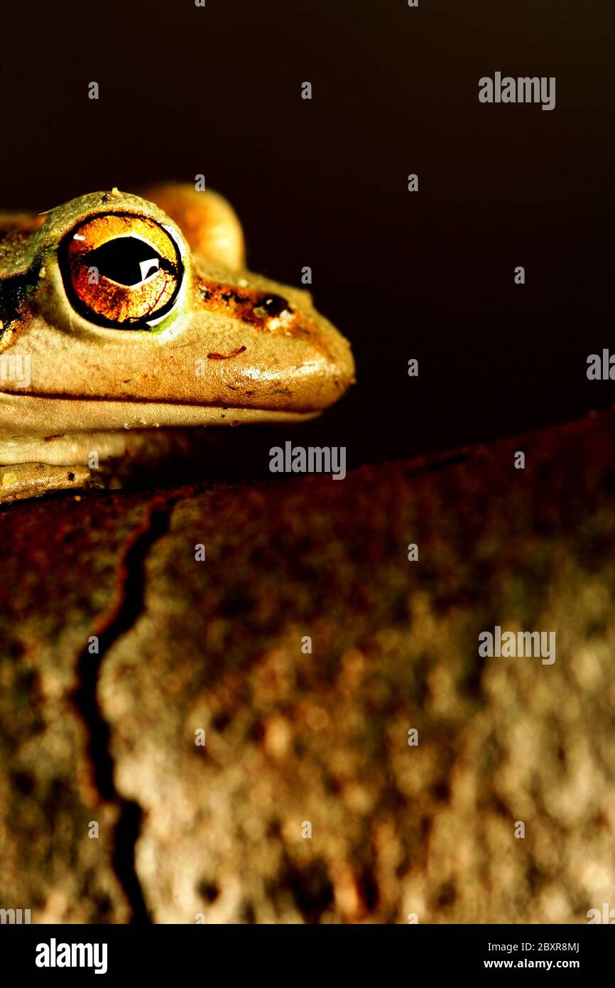 Western Green Tree Frog Stock Photo - Alamy