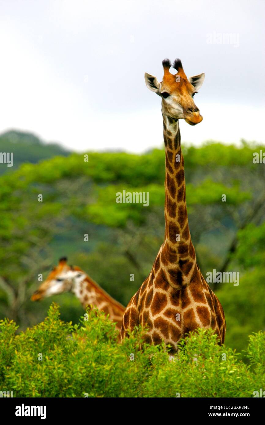 African wildlife design hi-res stock photography and images - Alamy