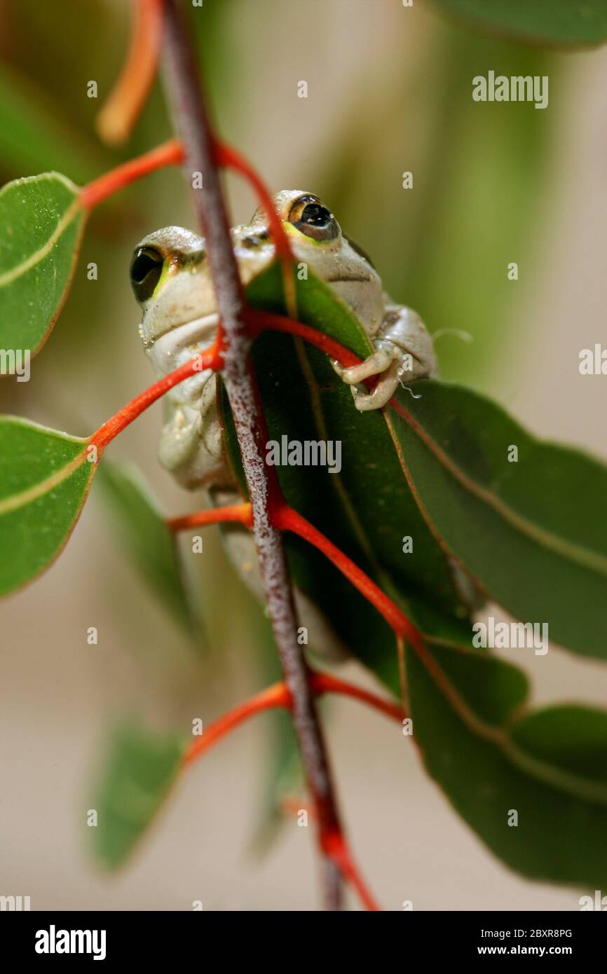Western Green Tree Frog Stock Photo - Alamy