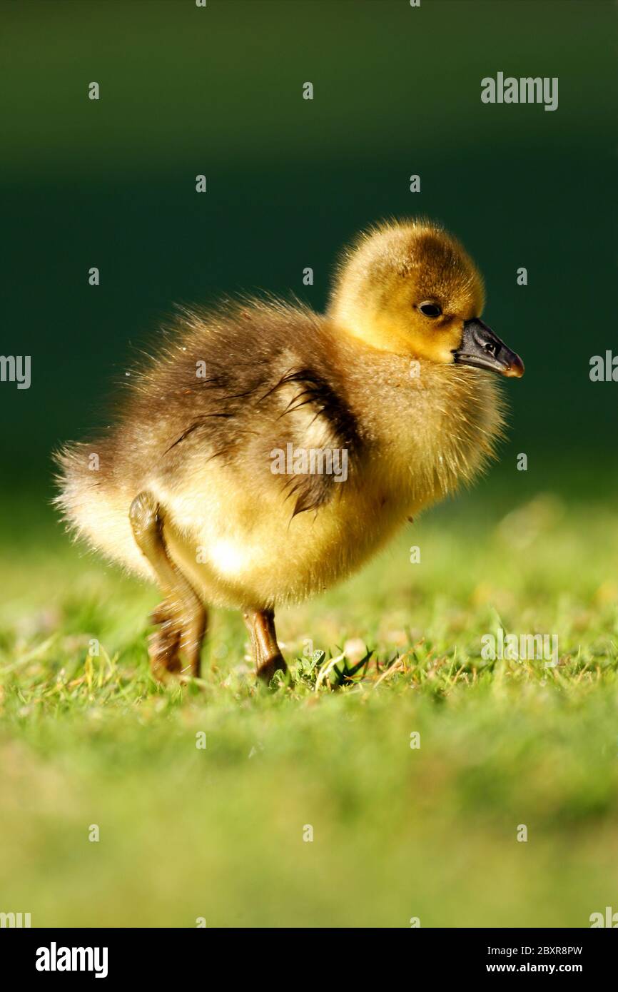 Geeses habitat hi-res stock photography and images - Alamy