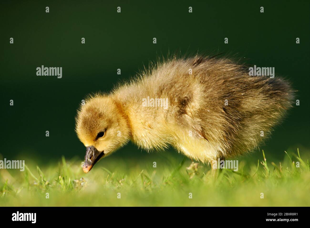 True geese ducks hi-res stock photography and images - Alamy