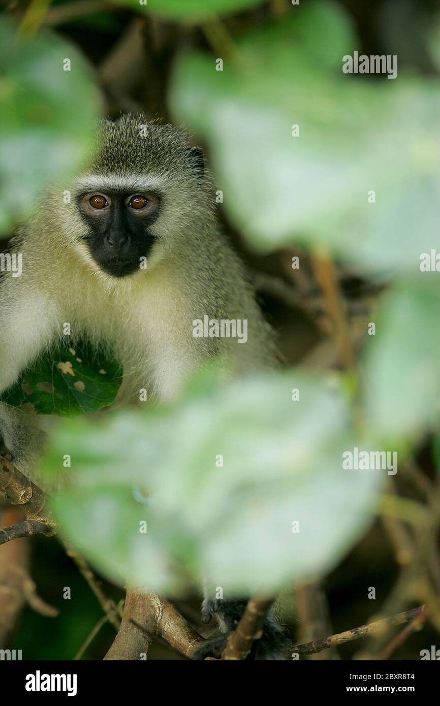 An African Vervet monkey Stock Photo - Alamy