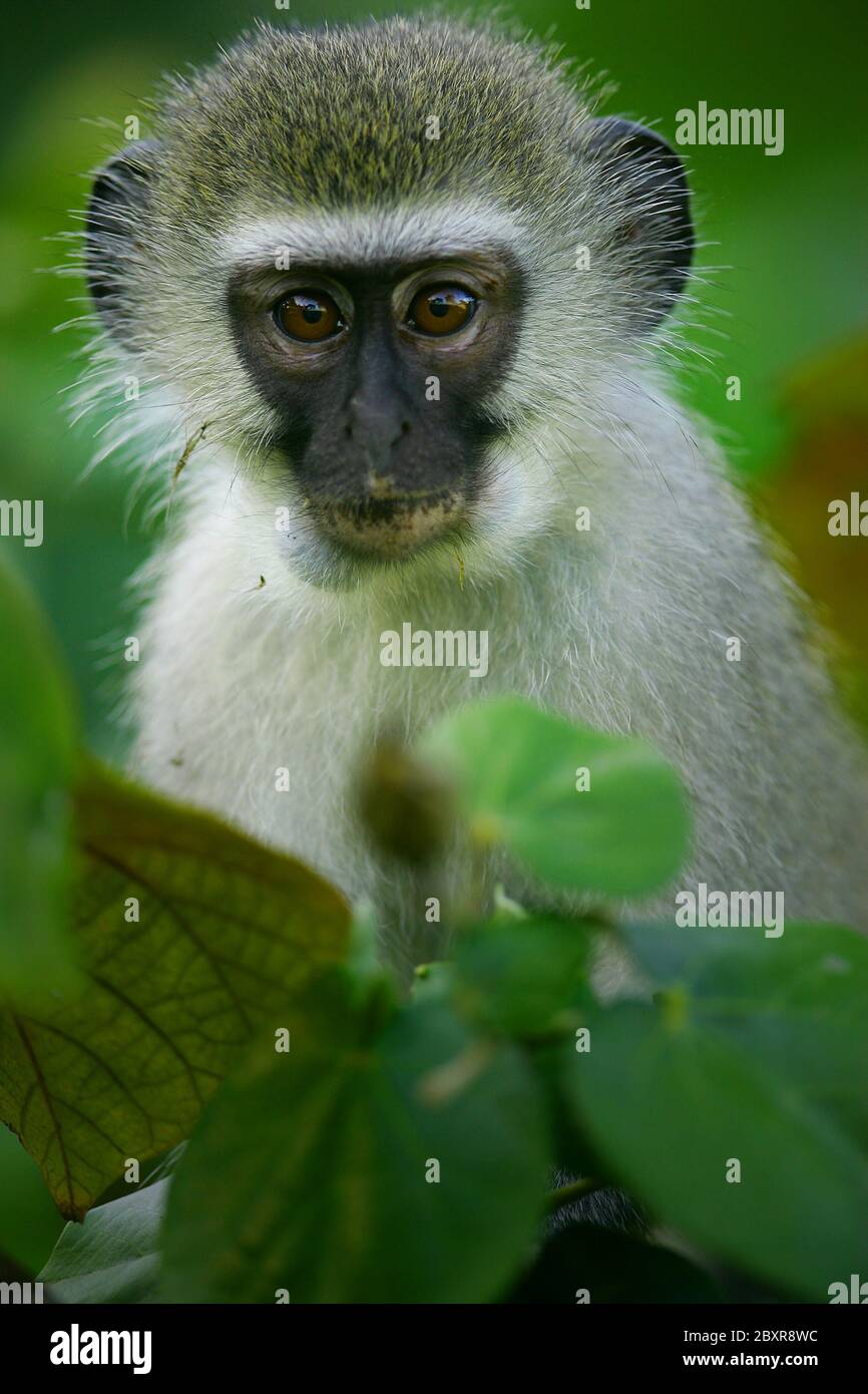 An African Vervet monkey Stock Photo - Alamy