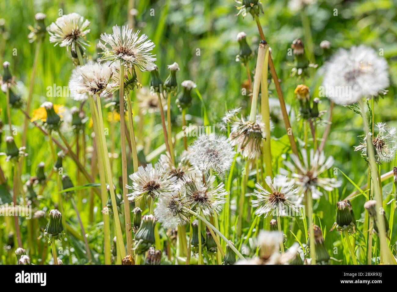 Air dandelions on a green field. Spring background Stock Photo - Alamy