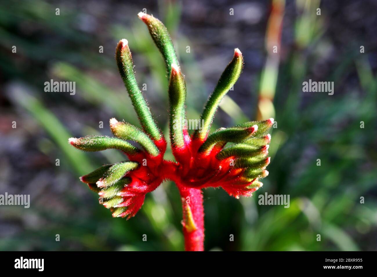 Australian Kangaroo Paw Stock Photo - Alamy