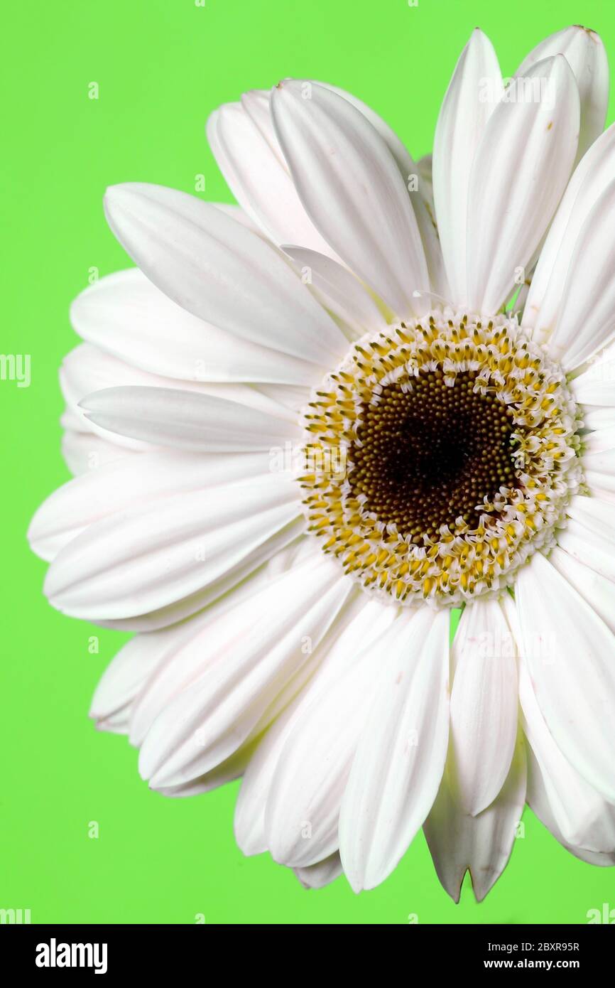White gerbera hi-res stock photography and images - Alamy