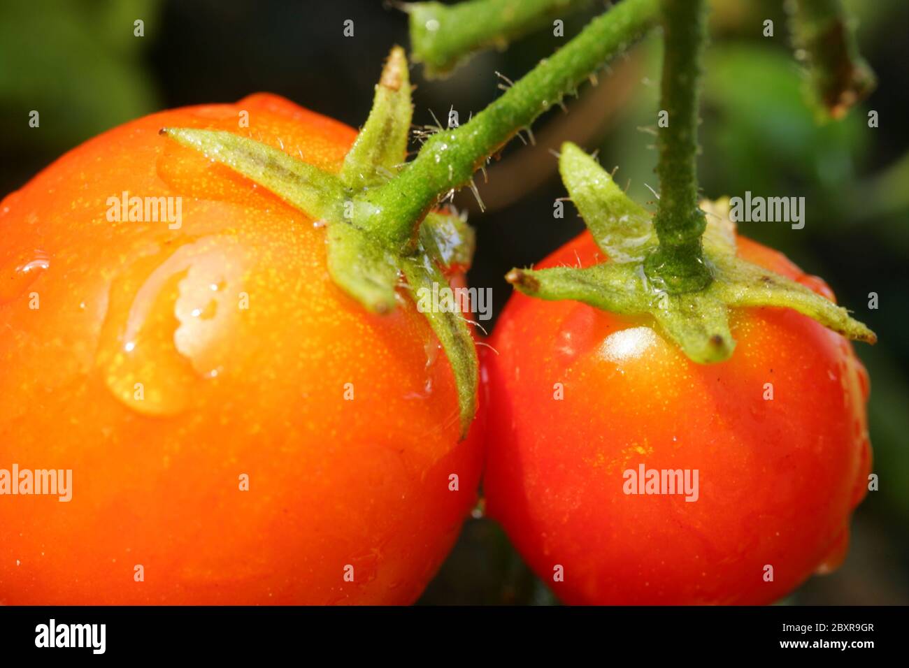 Australian bush tomato hi-res stock photography and images - Alamy