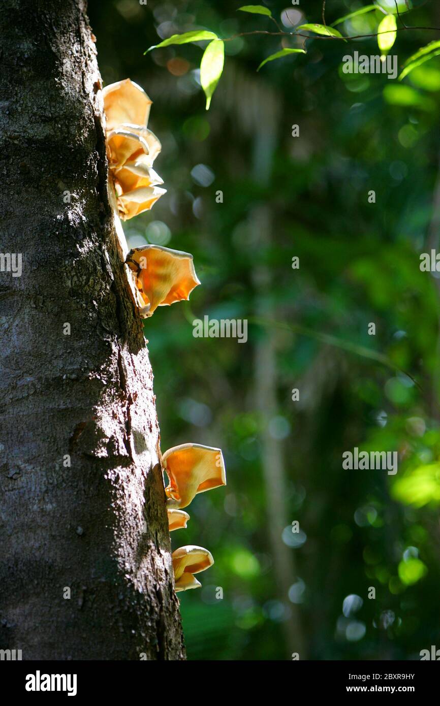 Polyporaceae fungi hi-res stock photography and images - Alamy