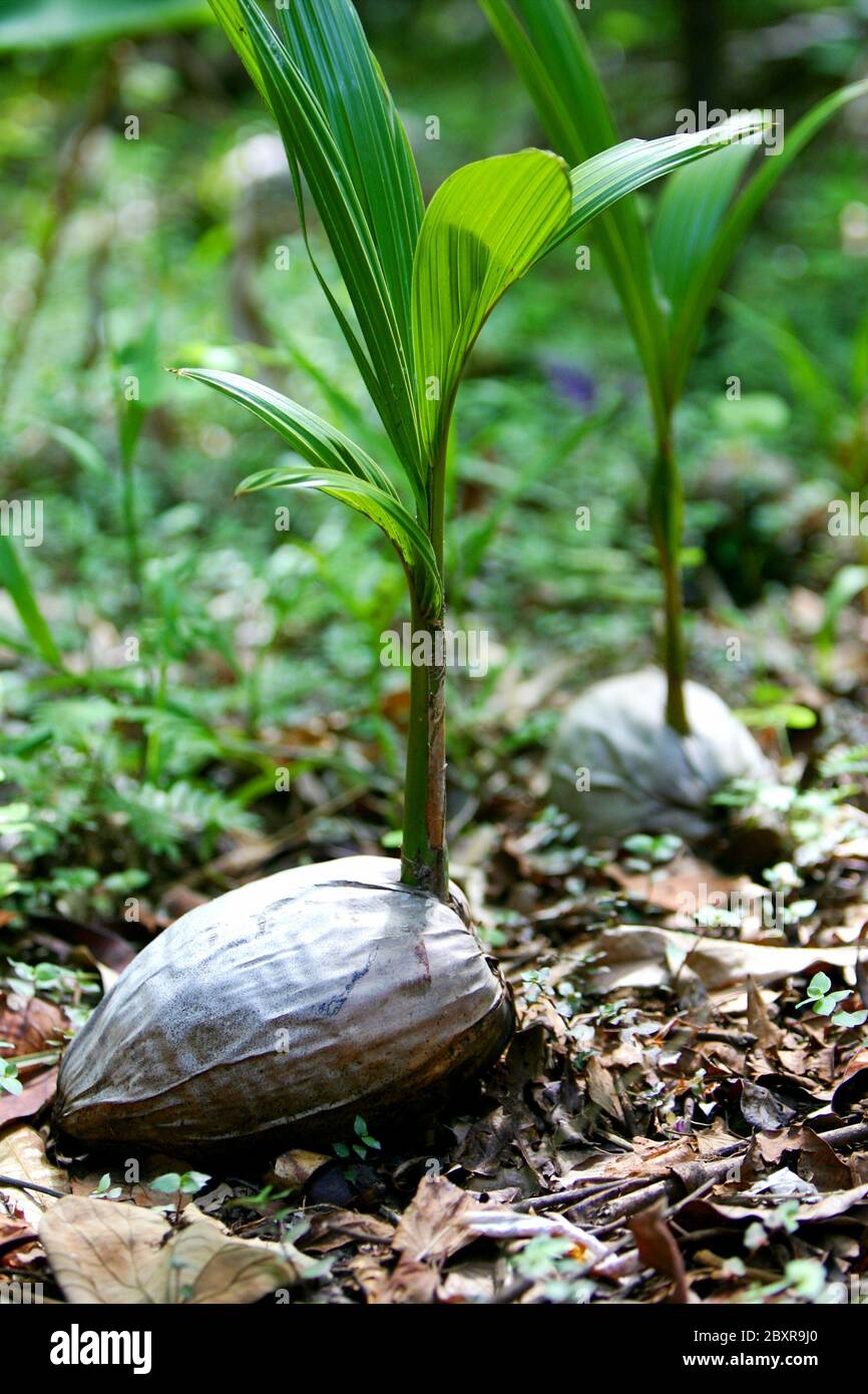 Seed of the coconut palm hi-res stock photography and images - Alamy
