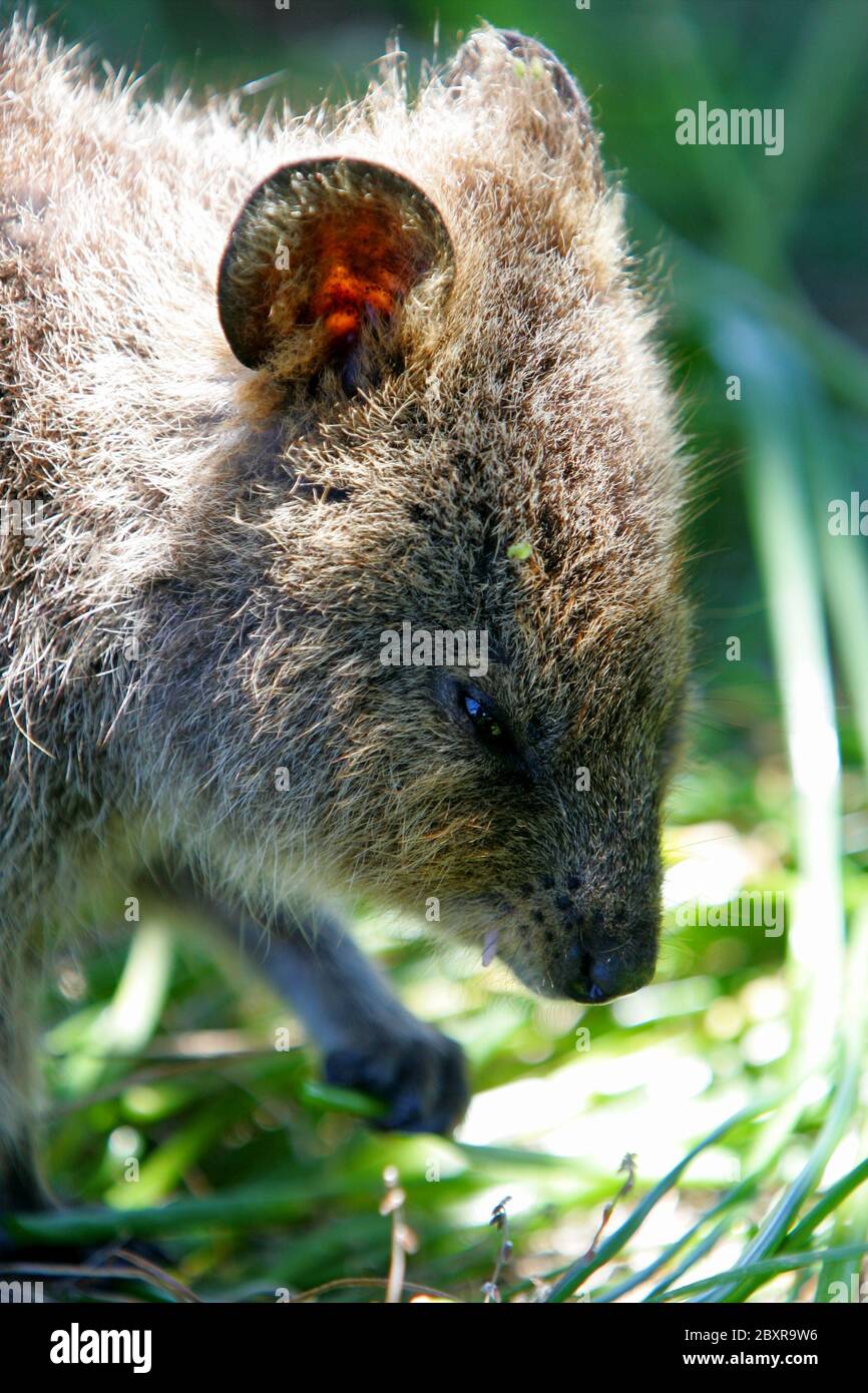 Australian quokka hi-res stock photography and images - Alamy