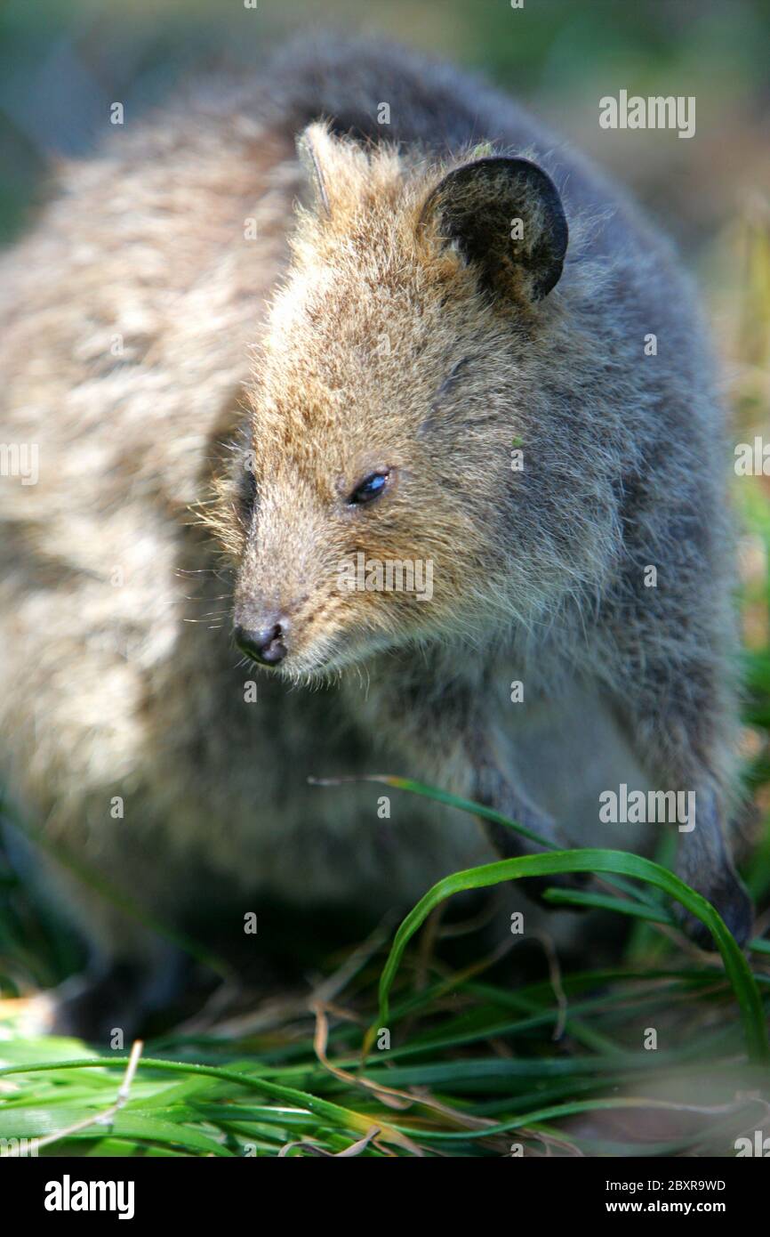 Australian quokka hi-res stock photography and images - Alamy