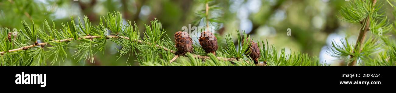 juniper tree texture nature background. Evergreen coniferous juniper ...