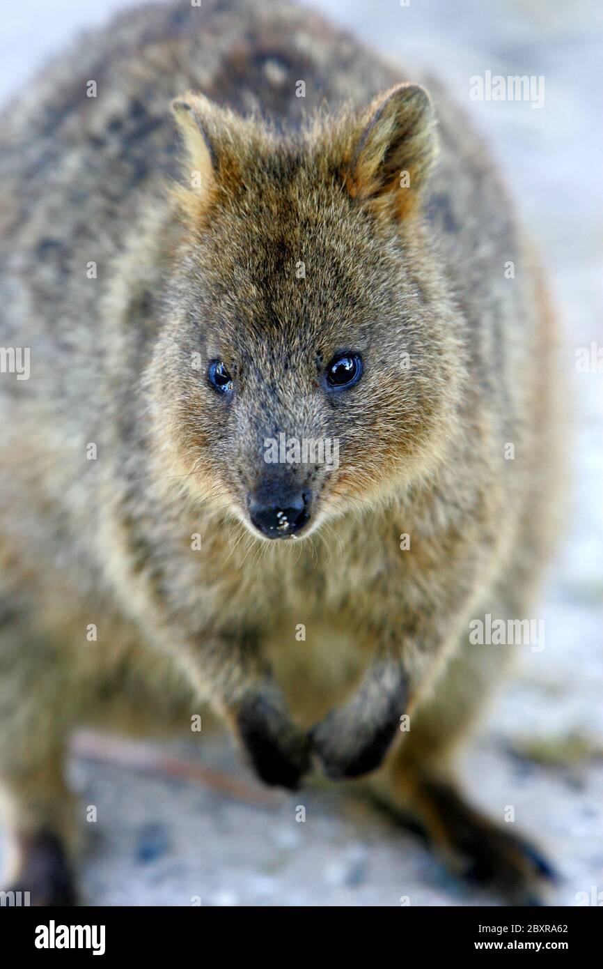 Australian quokka hi-res stock photography and images - Alamy