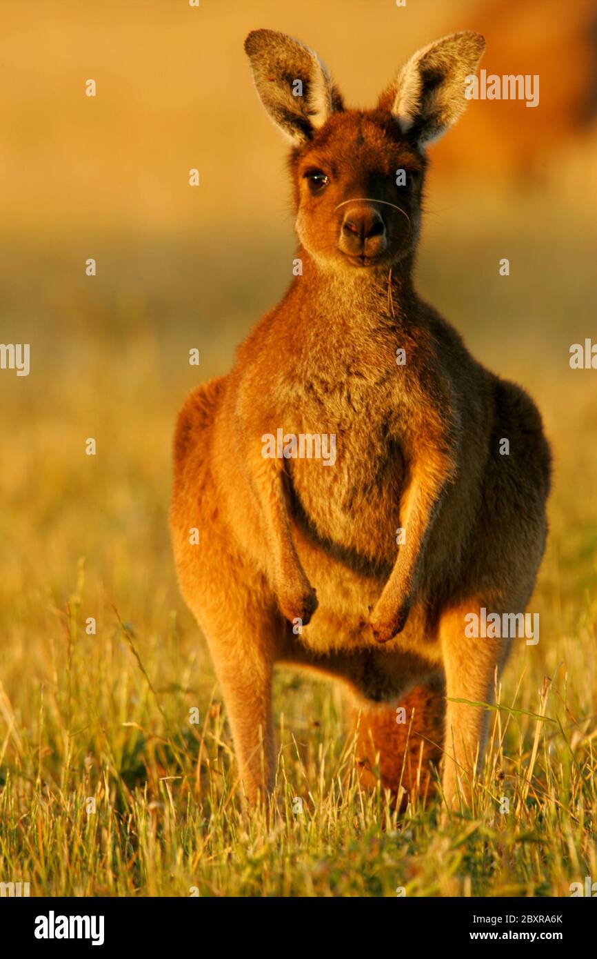 Western Grey Kangaroo Stock Photo - Alamy