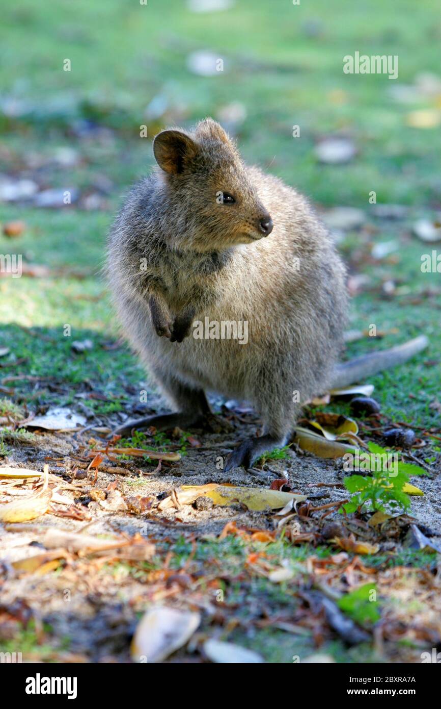 Australian quokka hi-res stock photography and images - Alamy