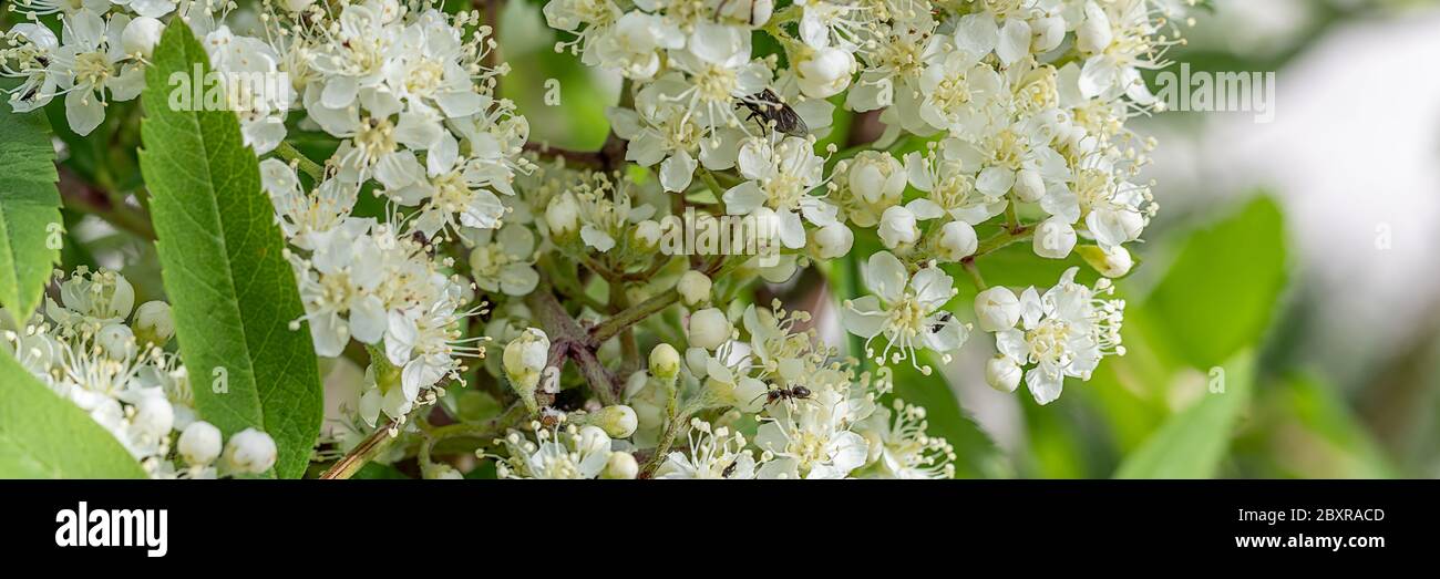 Wild Sorbus, Red Rowan and Mountain ash tree blossoms blooming in ...