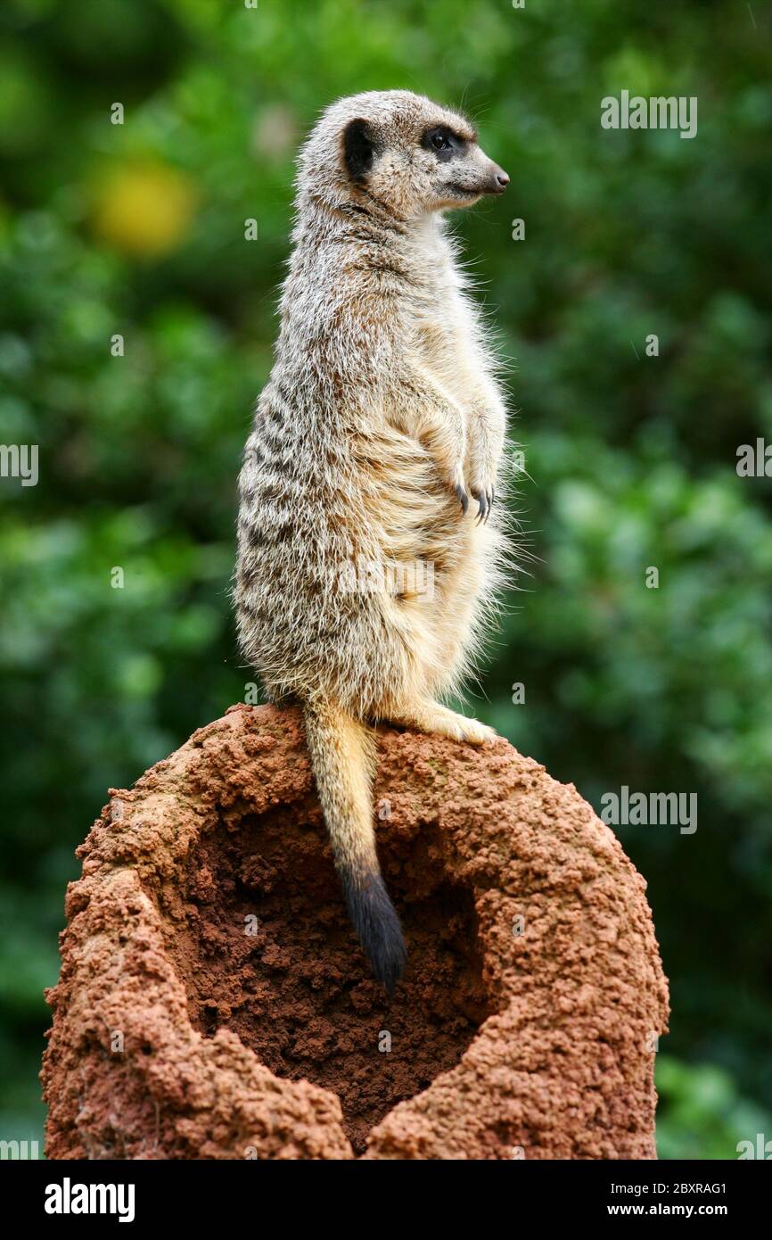 African meerkats hi-res stock photography and images - Alamy