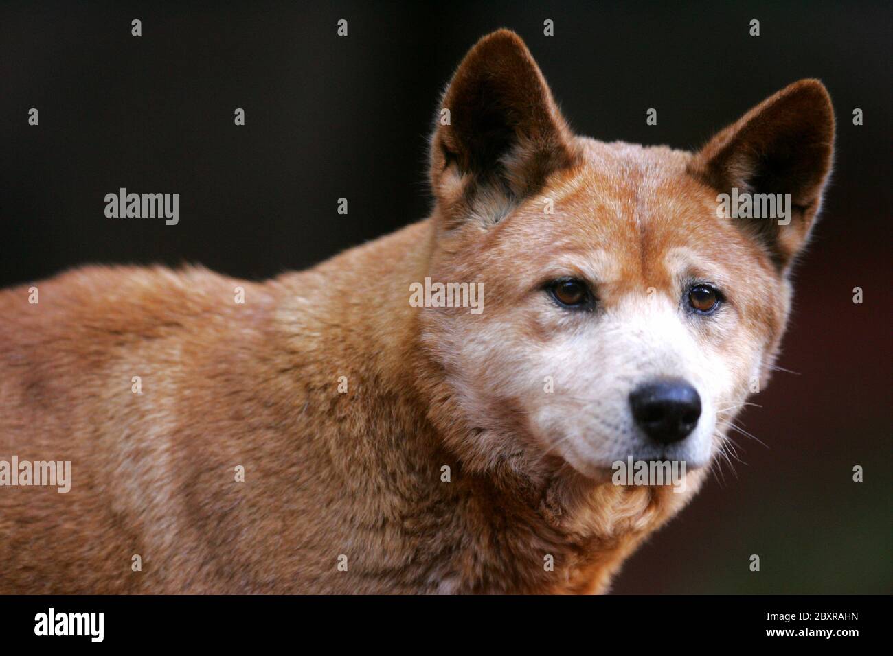 Dingo australia prey hi-res stock photography and images - Alamy
