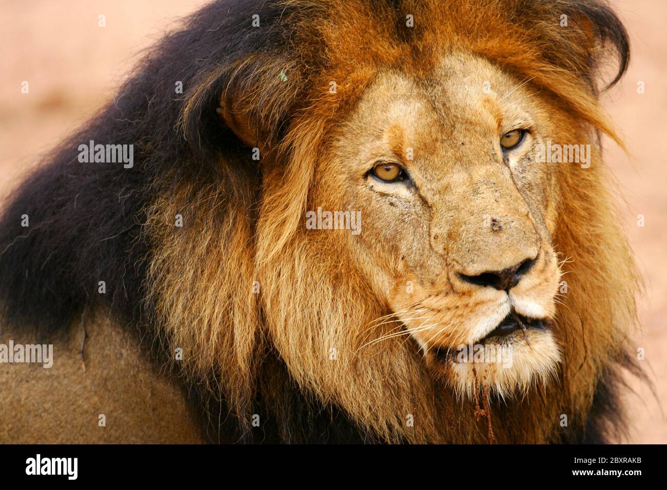 Animals mammals wildlife lions hi-res stock photography and images - Alamy