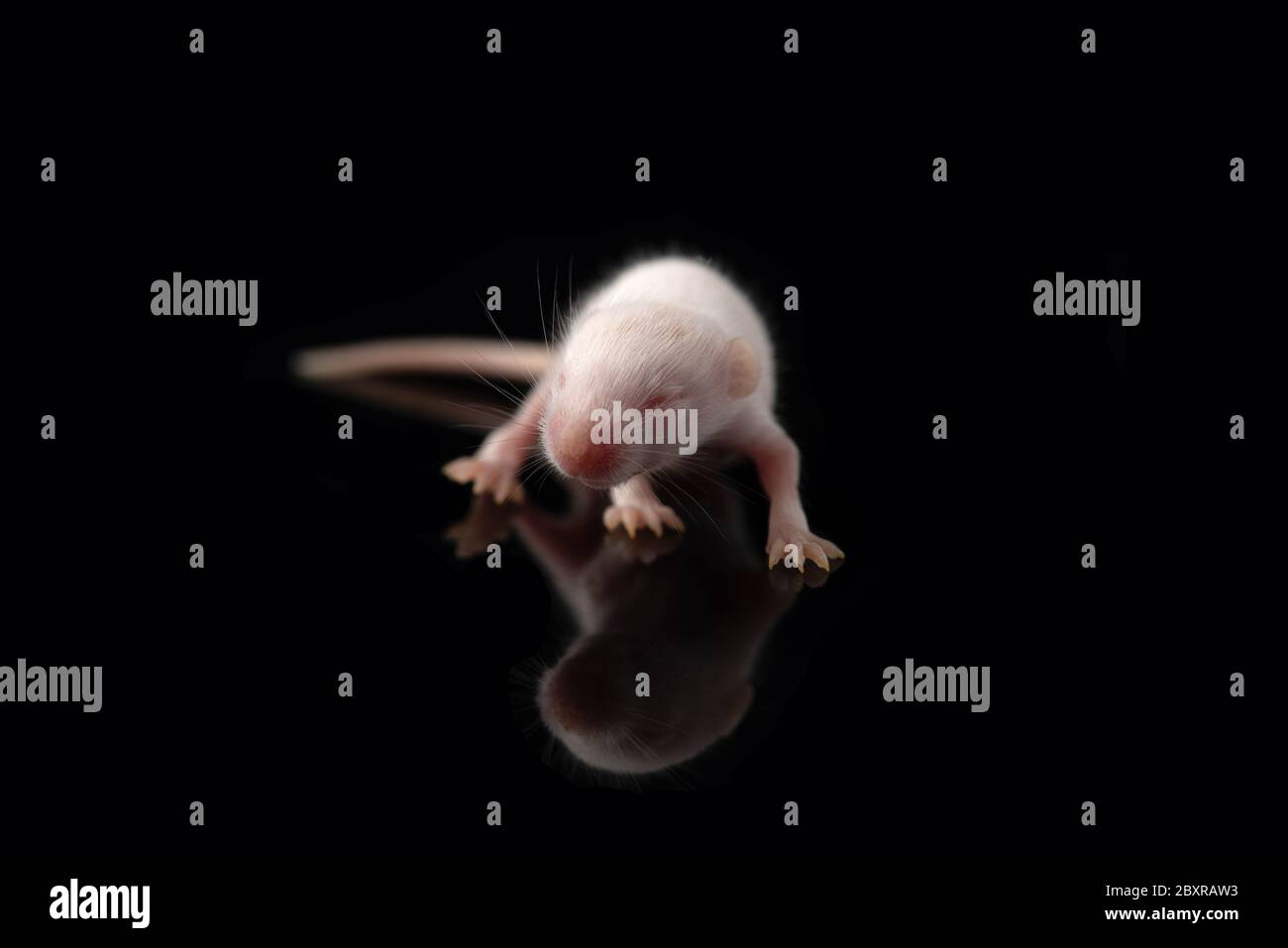 White rat isolated on black background. Symbol of new year 2020 Stock ...