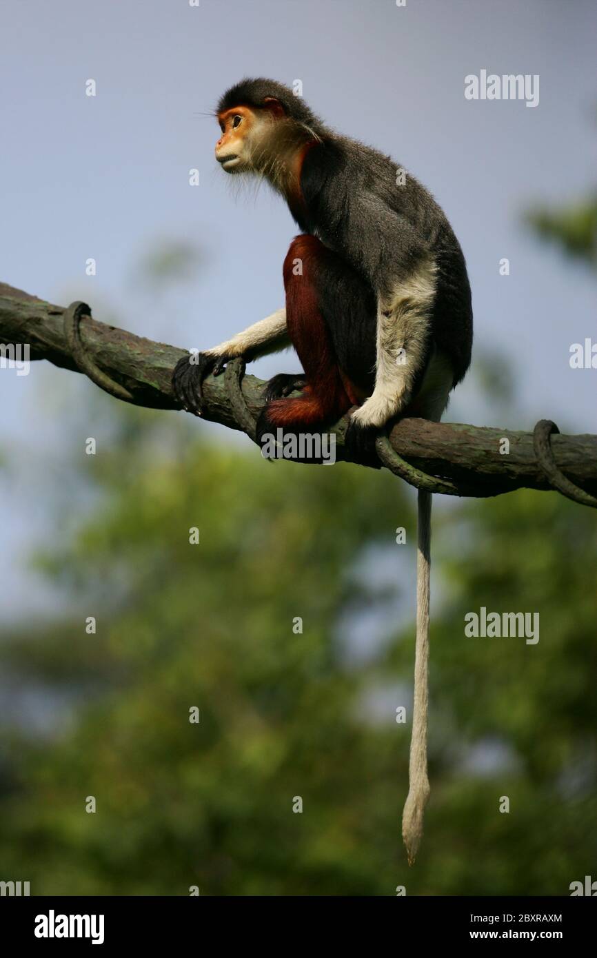 Douc monkeys hi-res stock photography and images - Alamy