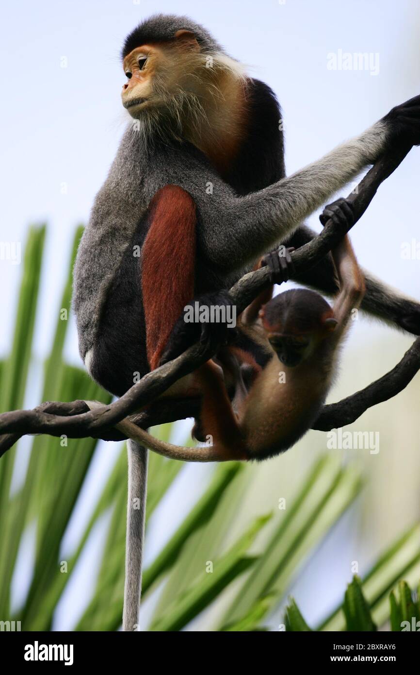 Red shanked douc langurs hi-res stock photography and images - Alamy
