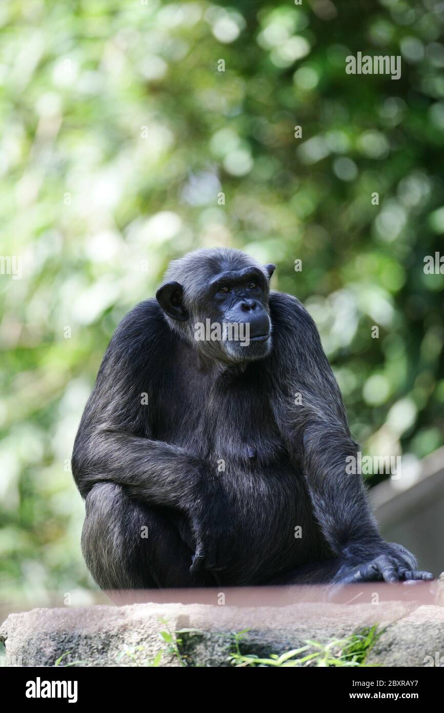 Chimp scene hi-res stock photography and images - Alamy