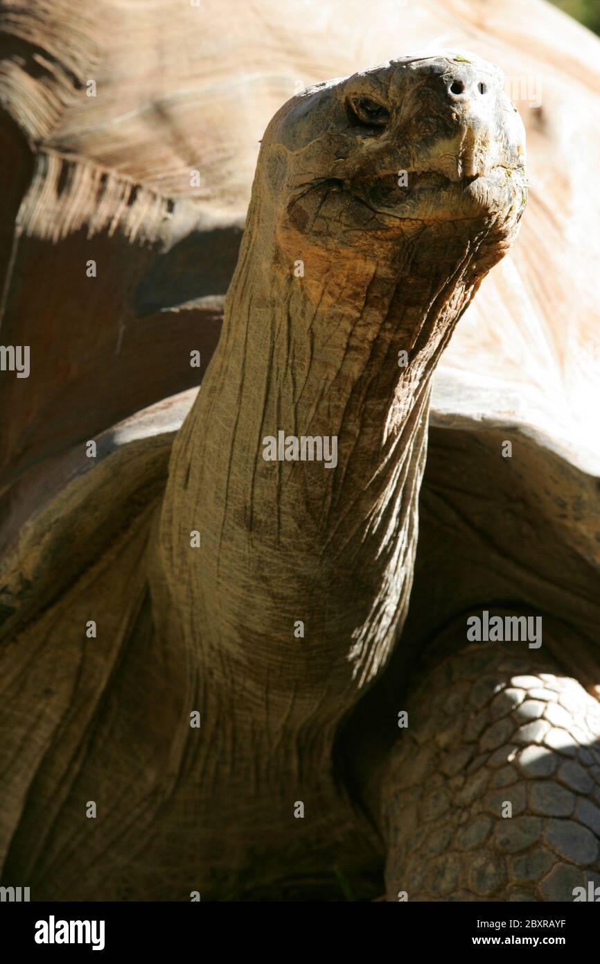 Ugly turtle hi-res stock photography and images - Alamy