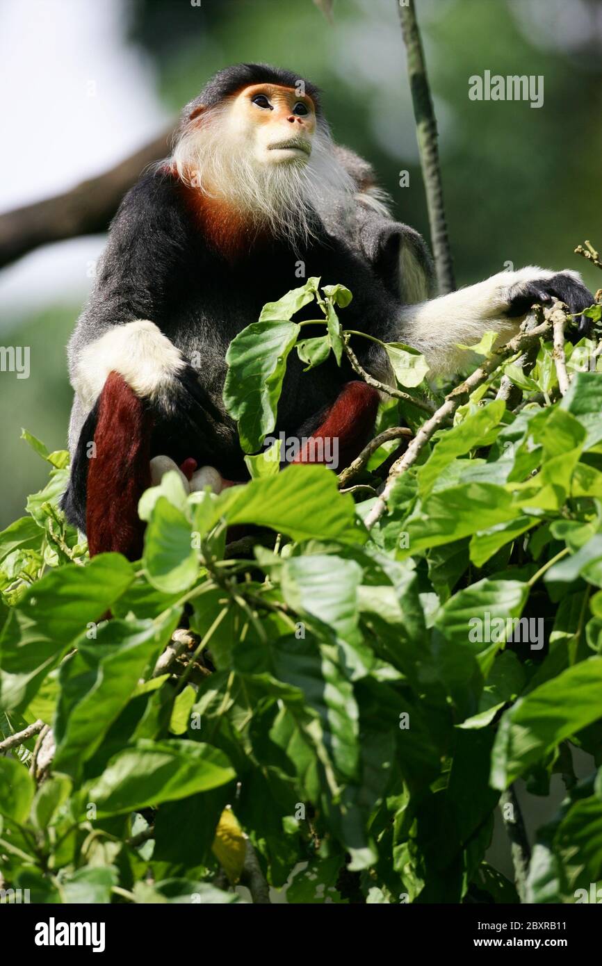 Douc monkeys hi-res stock photography and images - Alamy