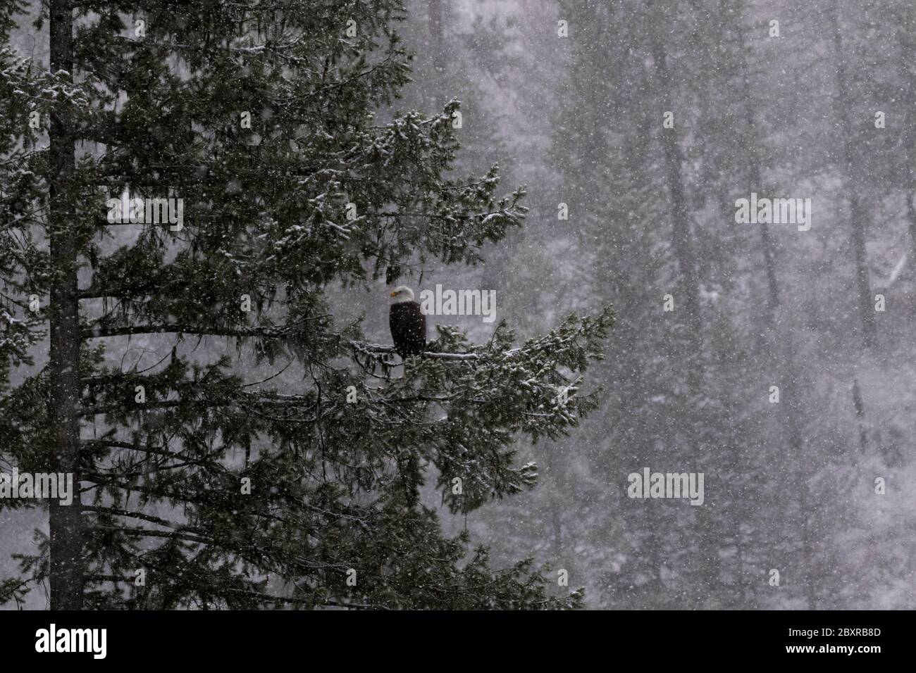 Winter's pale hue seen in horizontal view of bald eagle and pine forest ...