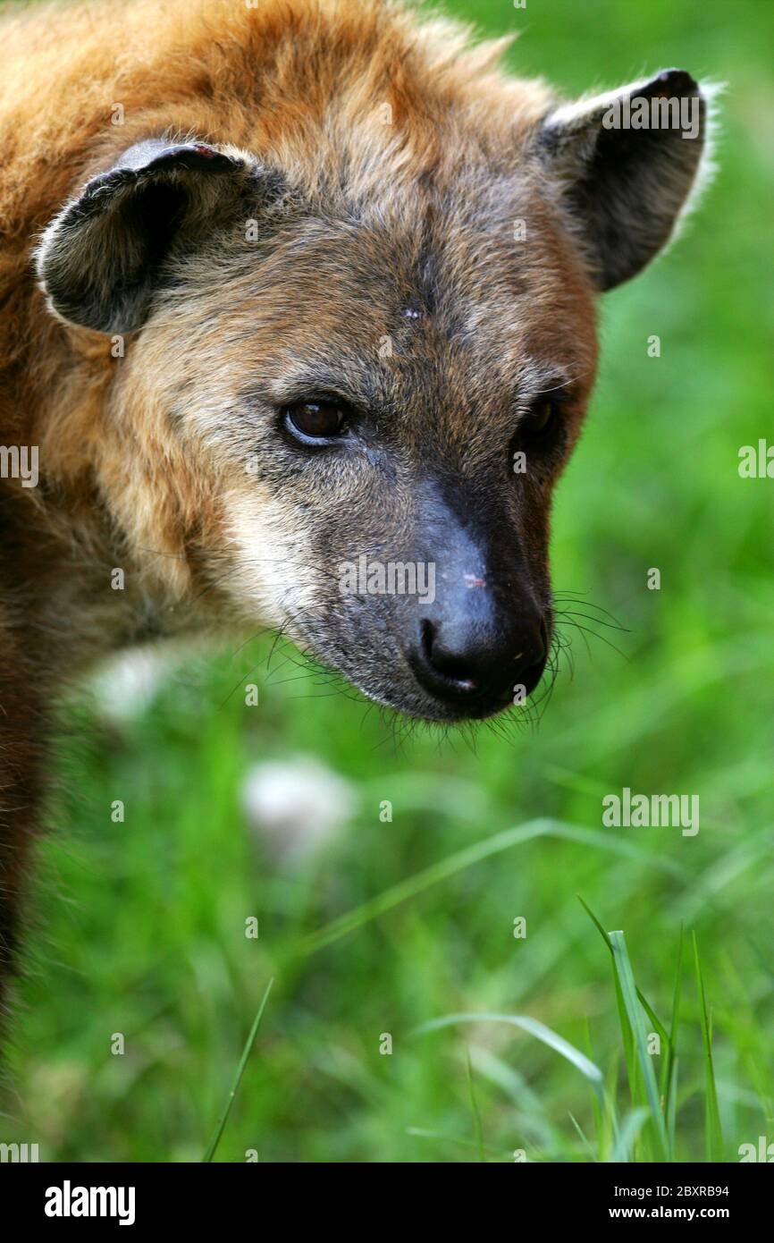 Hyena hunt hi-res stock photography and images - Alamy