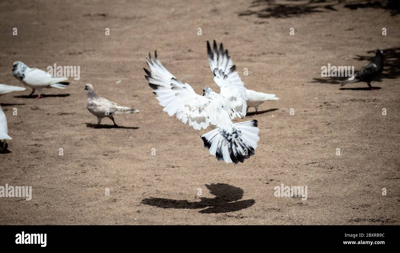 Black and white Alpha pigeon Landing from flight Stock Photo - Alamy