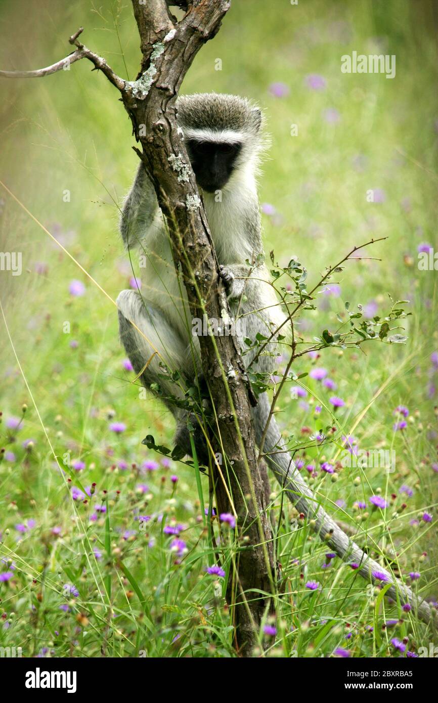 An African Vervet monkey Stock Photo - Alamy